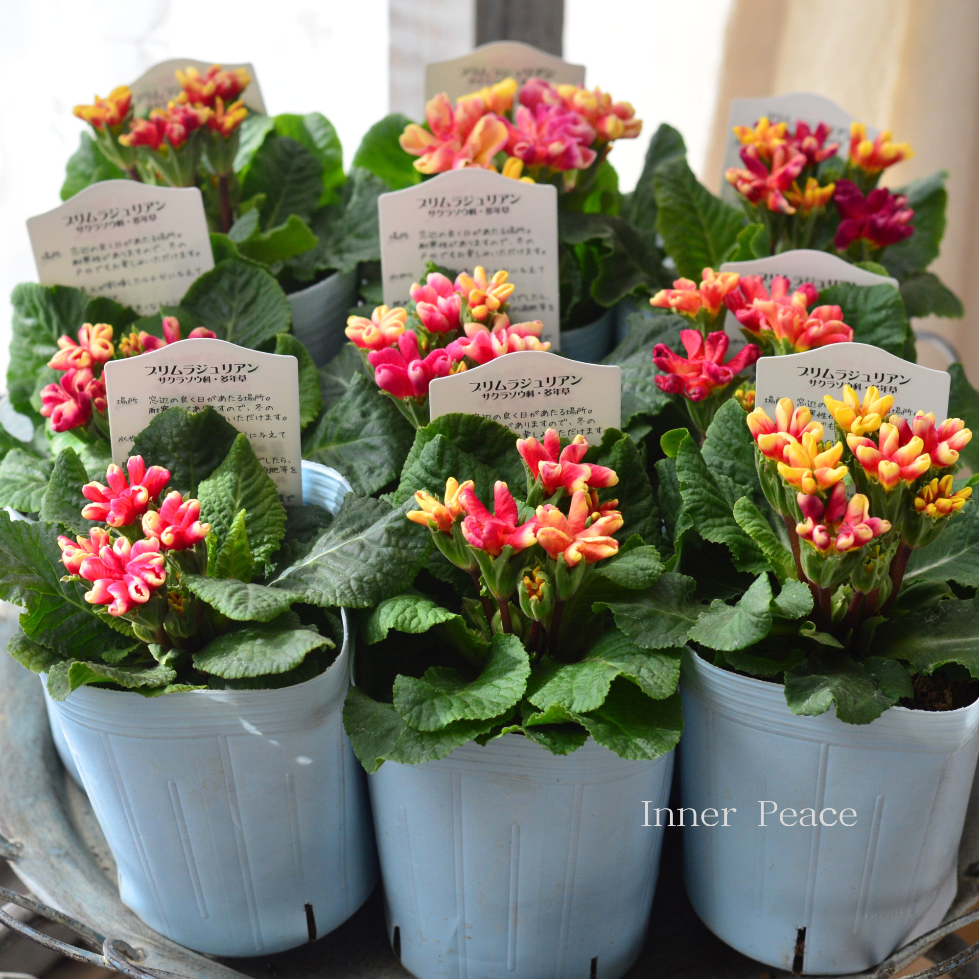 【個性的】 プリムラ 『星咲き・ふくりんりん A』 3寸ロングPOT